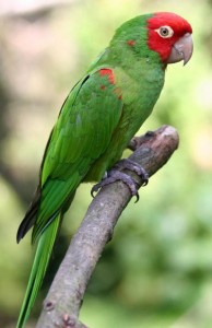 Aratinga červenolící (Psittacara erythrogenys) – Ararauna.cz