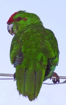 Kakariki norfolcký (Cyanoramphus cookii) – Ararauna.cz
