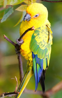 Aratinga sírožlutý (Aratinga maculata) – Ararauna.cz